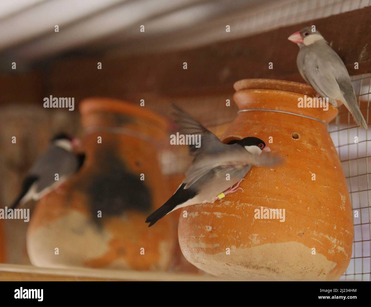 Java and Silver sparrows are nesting in a mud hole at a private bird ...
