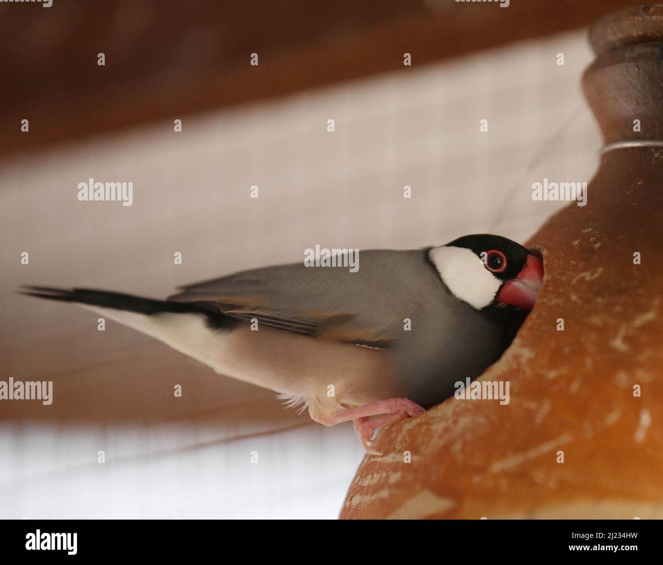 Java and Silver sparrows are nesting in a mud hole at a private bird ...