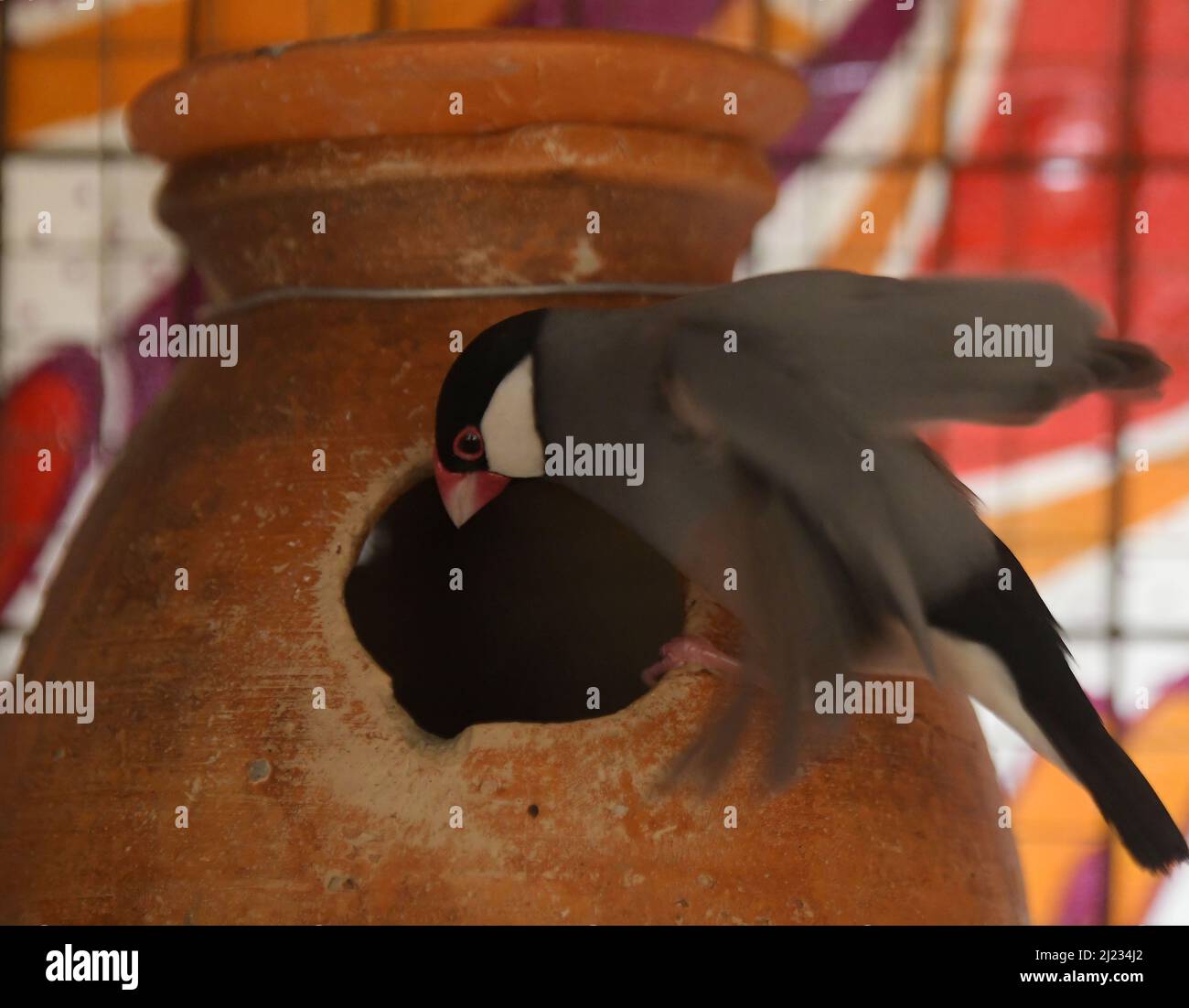 Common birds in java hi-res stock photography and images - Alamy