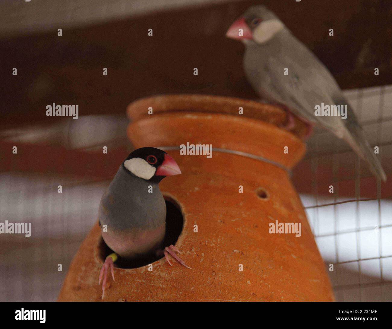 Java and Silver sparrows are nesting in a mud hole at a private bird ...