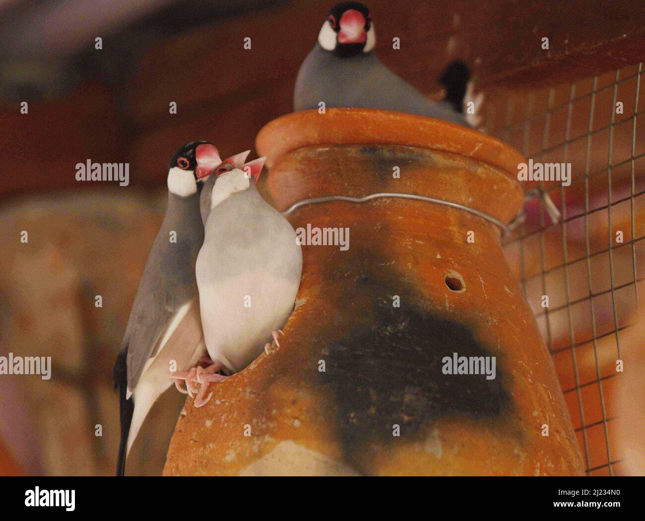 Java and Silver sparrows are nesting in a mud hole at a private bird ...