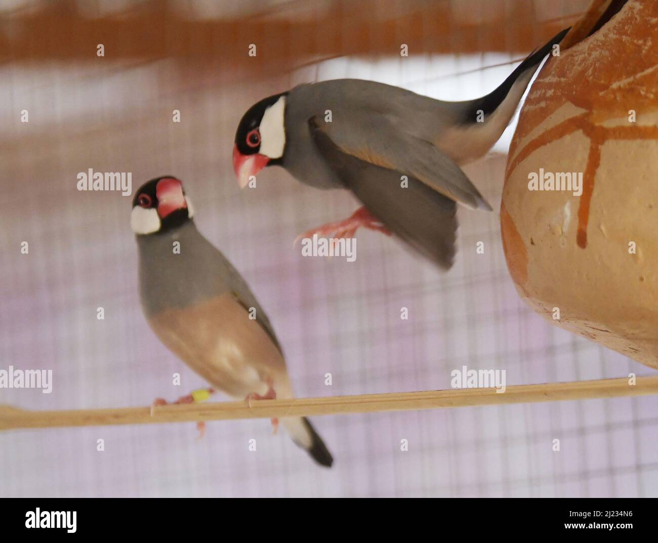 Java and Silver sparrows are nesting in a mud hole at a private bird ...