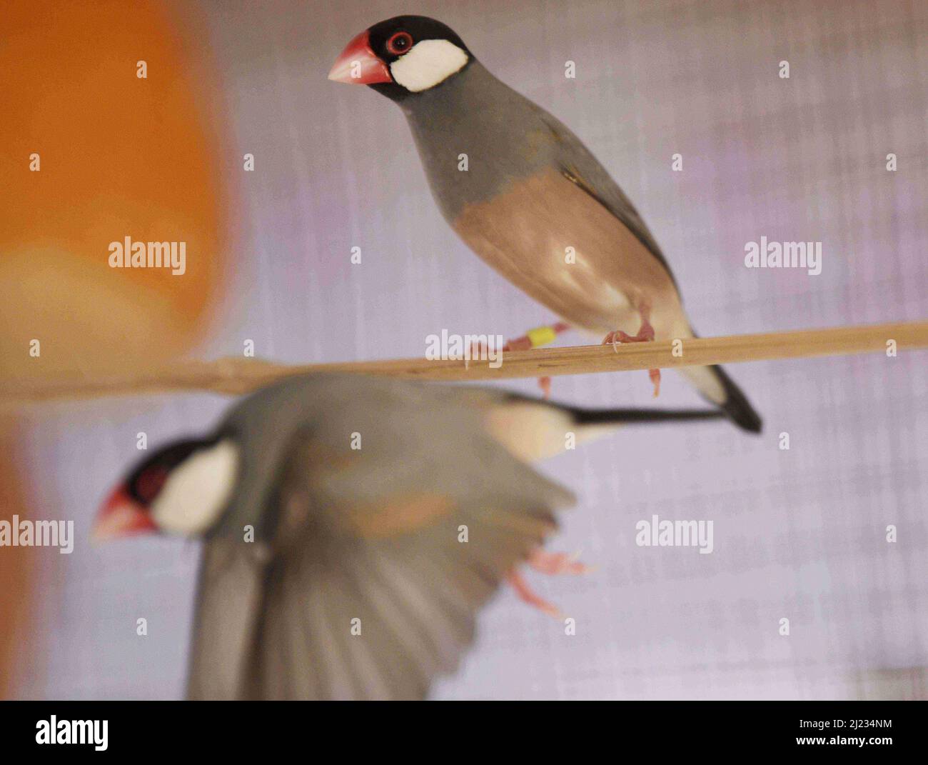 Java and Silver sparrows are nesting in a mud hole at a private bird ...