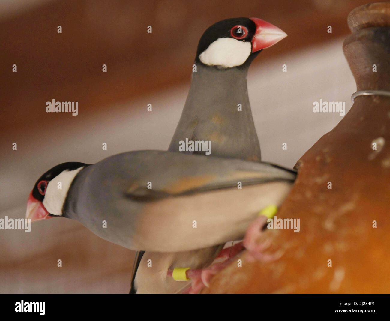 Java and Silver sparrows are nesting in a mud hole at a private bird ...