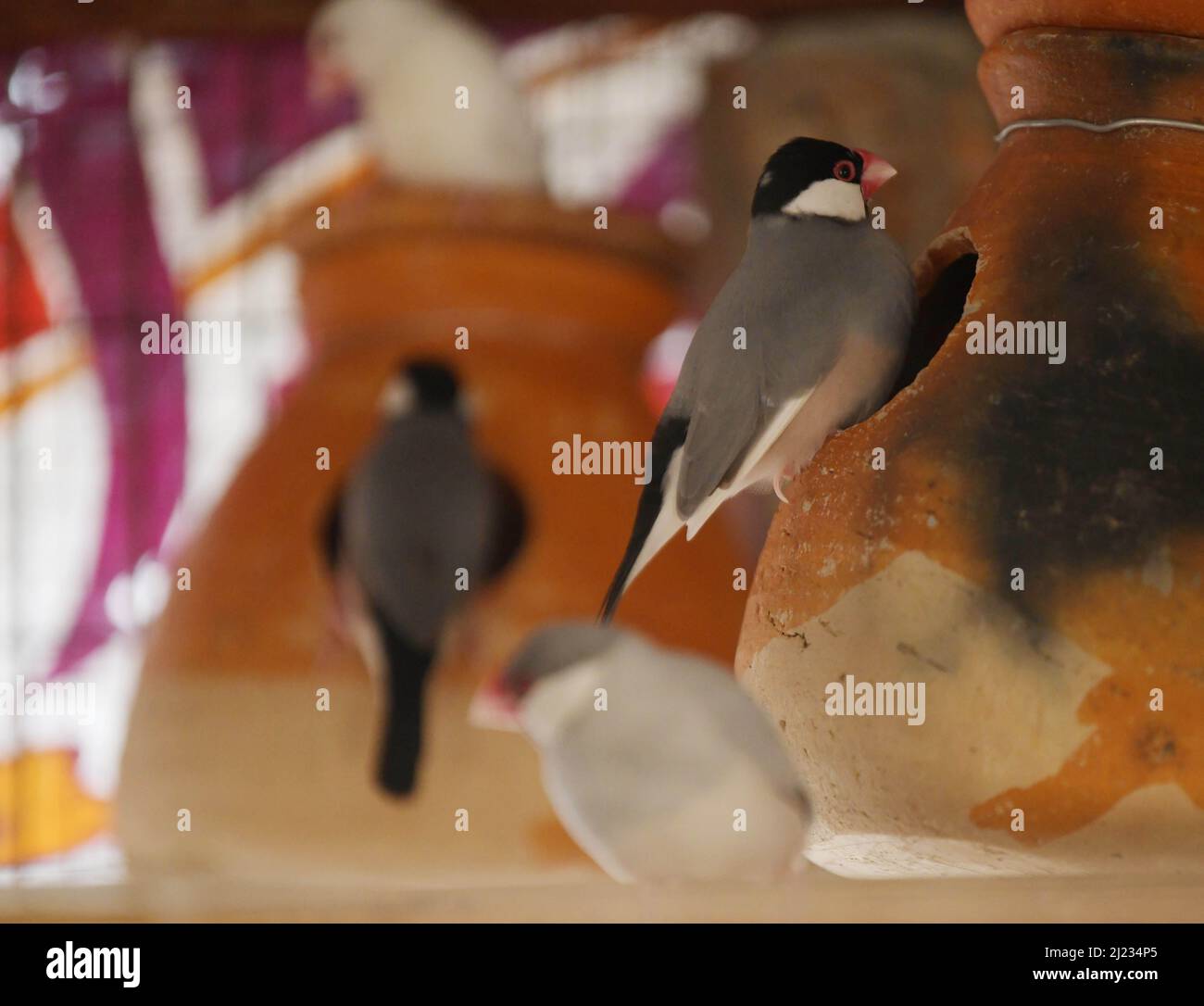 Java and Silver sparrows are nesting in a mud hole at a private bird ...