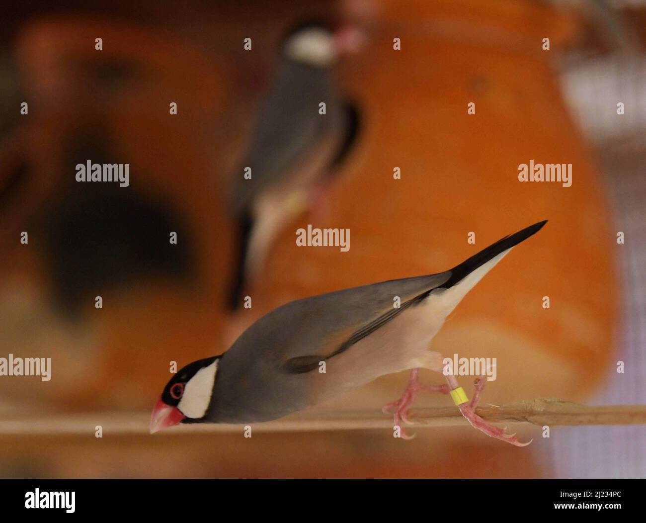 Java and Silver sparrows are nesting in a mud hole at a private bird ...