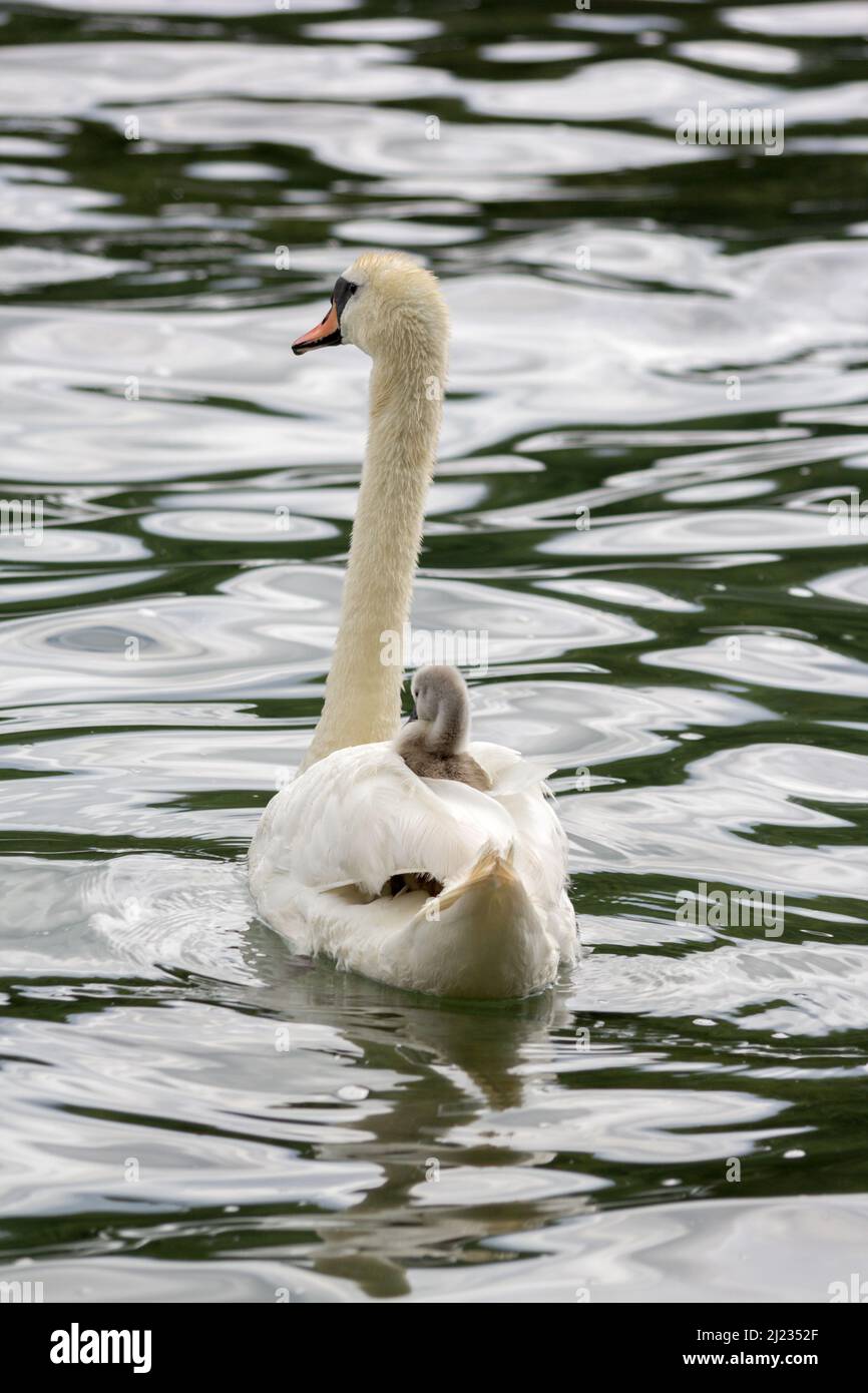 A baby swan (cygnet) is resting on mother's back on the river Stock ...