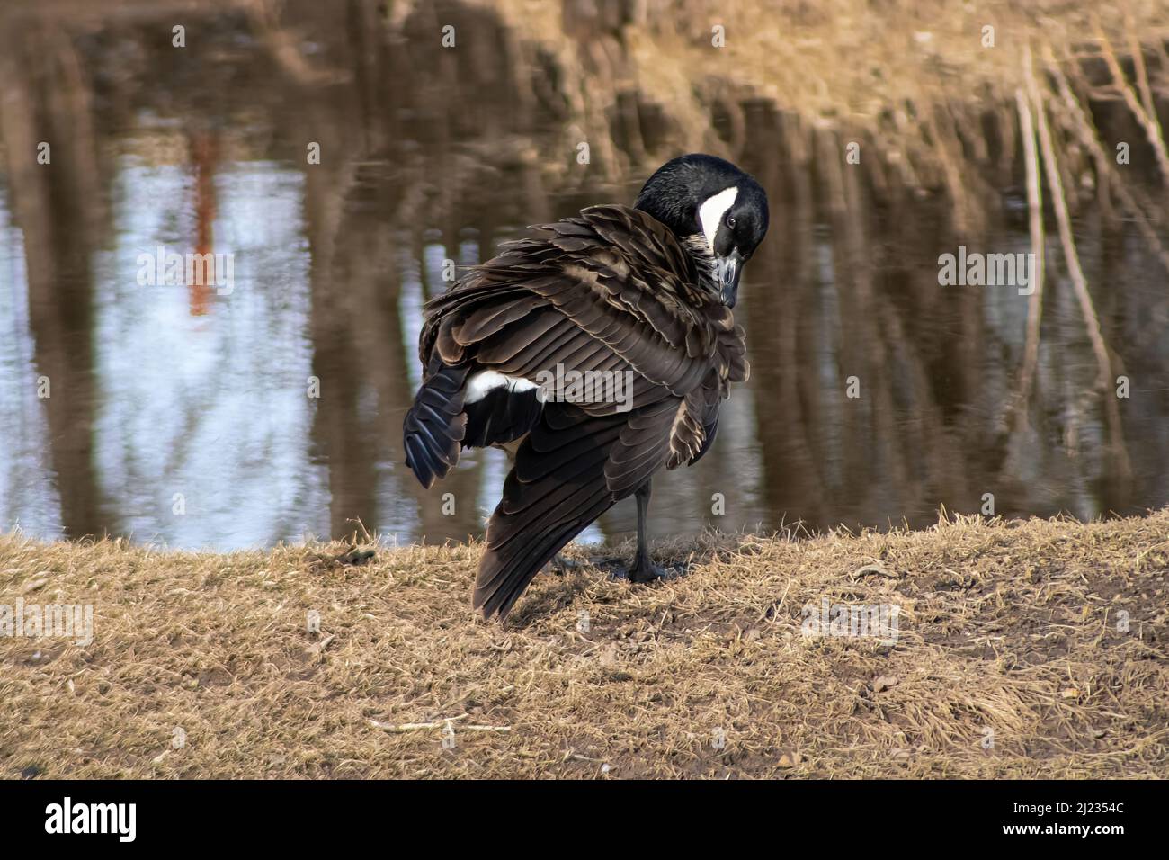 Spring is approaching as birds return to the area after winter Stock ...