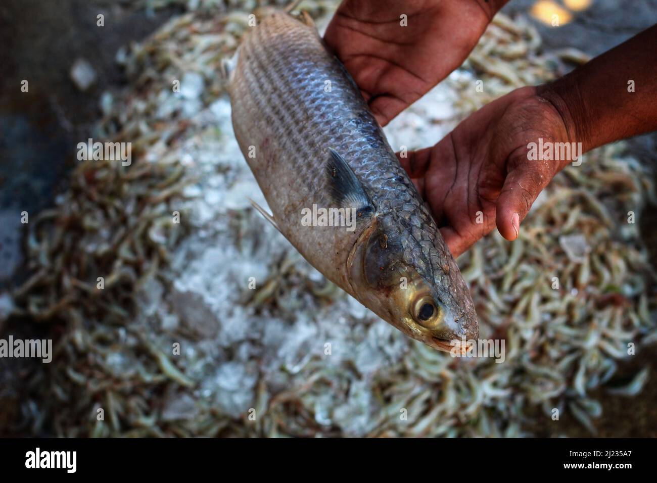 The farmer hands holding fresh fish Stock Photo - Alamy