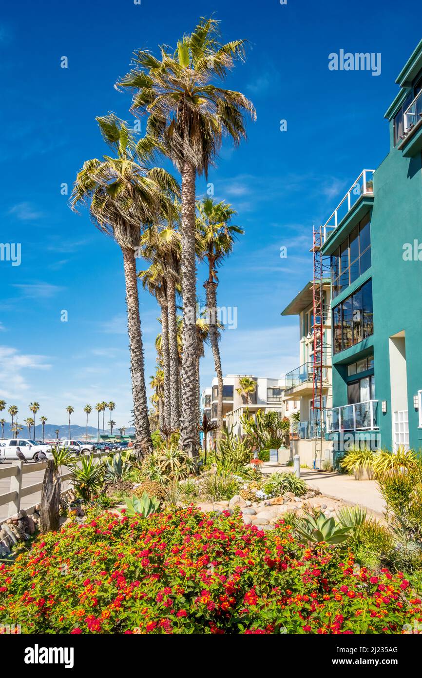 Los angeles california beach palm tree hi-res stock photography and ...