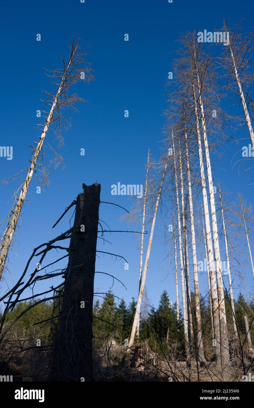 Kelo wood hi-res stock photography and images - Alamy