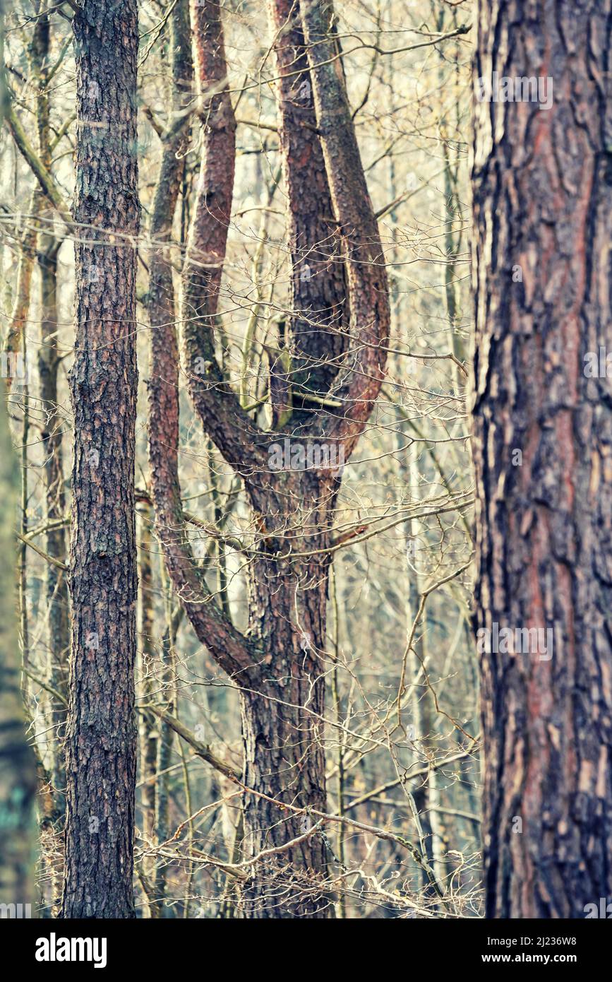 Early spring forest scenery. Kashubia in Poland Stock Photo - Alamy