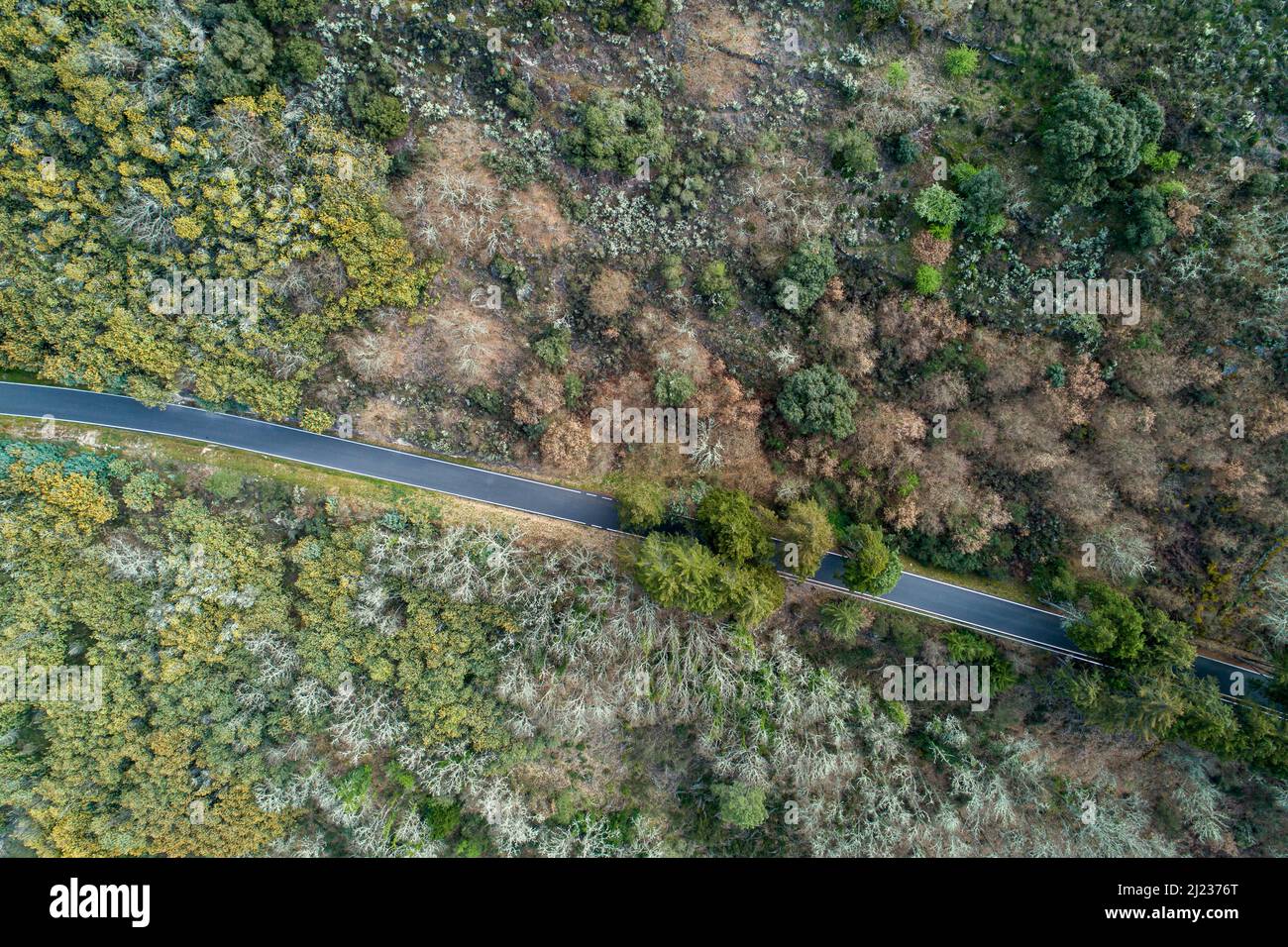 orthogonal aerial view of an asphalted road on a mountain with trees ...