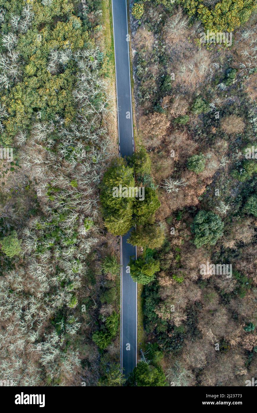 orthogonal aerial view of an asphalted road on a mountain with trees ...