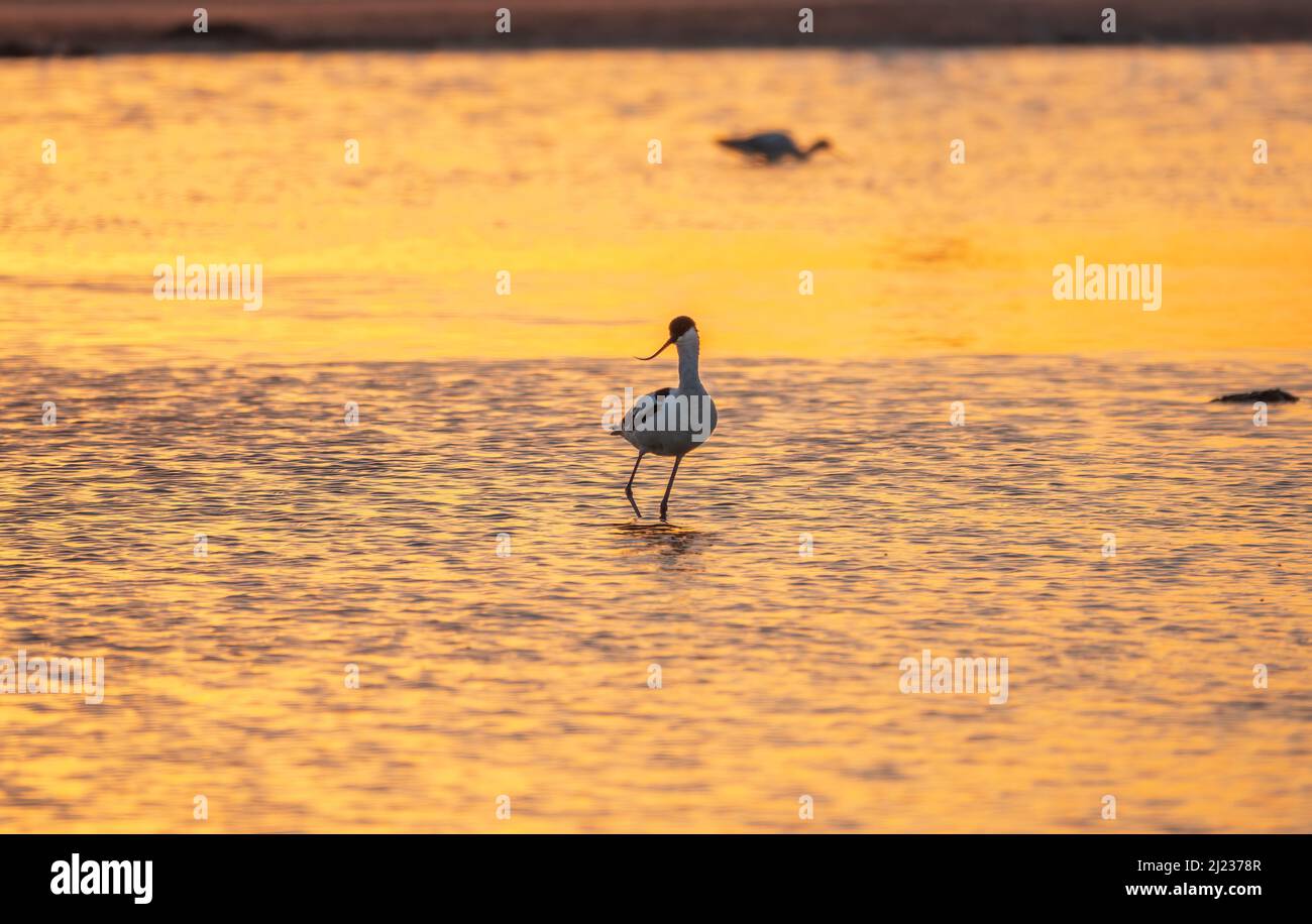 Water bird pied avocet, Recurvirostra avosetta, standing in the water ...
