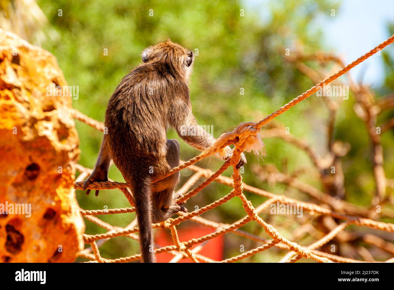 A little monkey sitting on a hammock in Safari park, Majorca, Spain ...