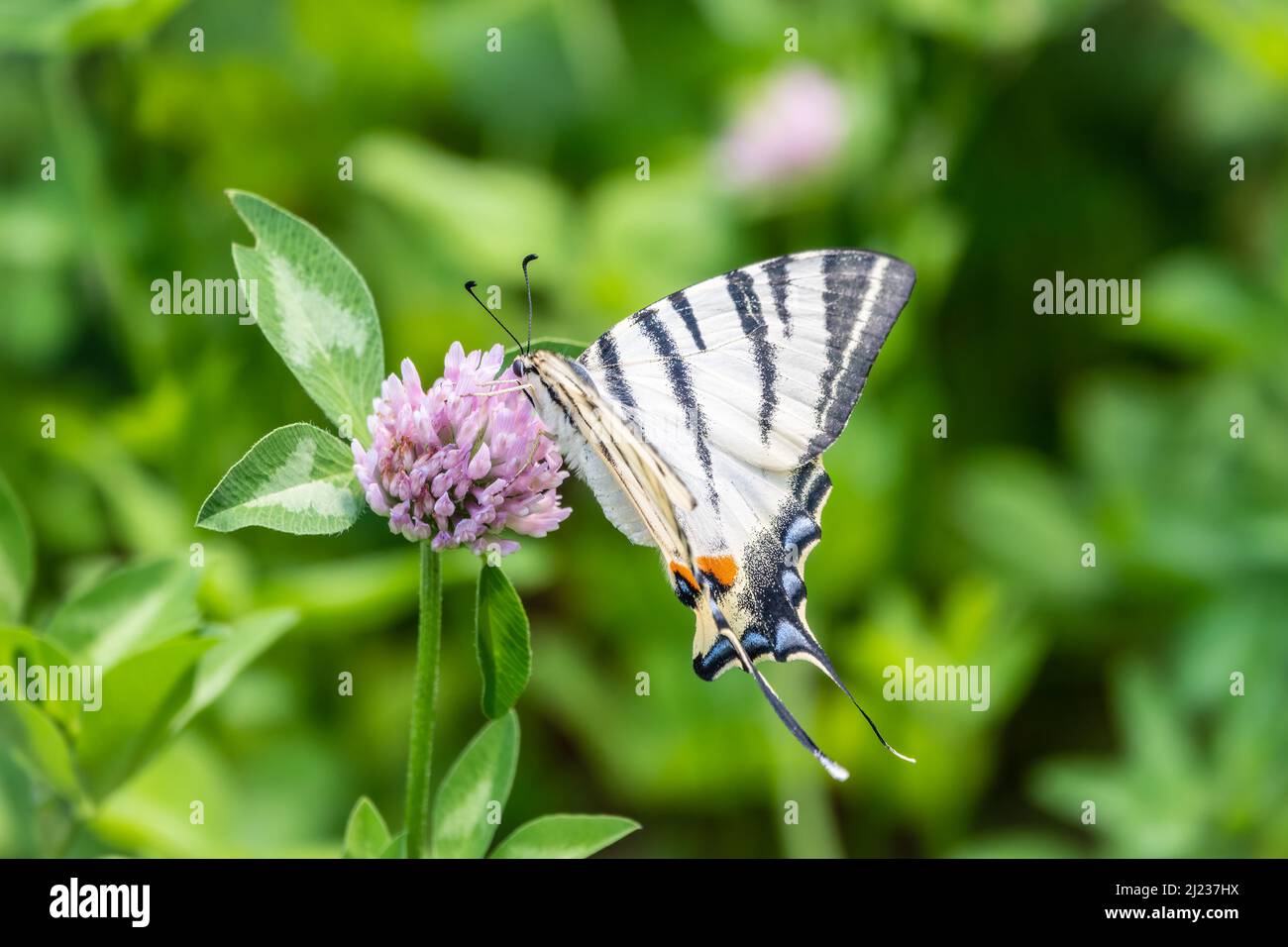 Beautiful Butterfly Scarce Swallowtail, Sail Swallowtail, Pear-tree ...