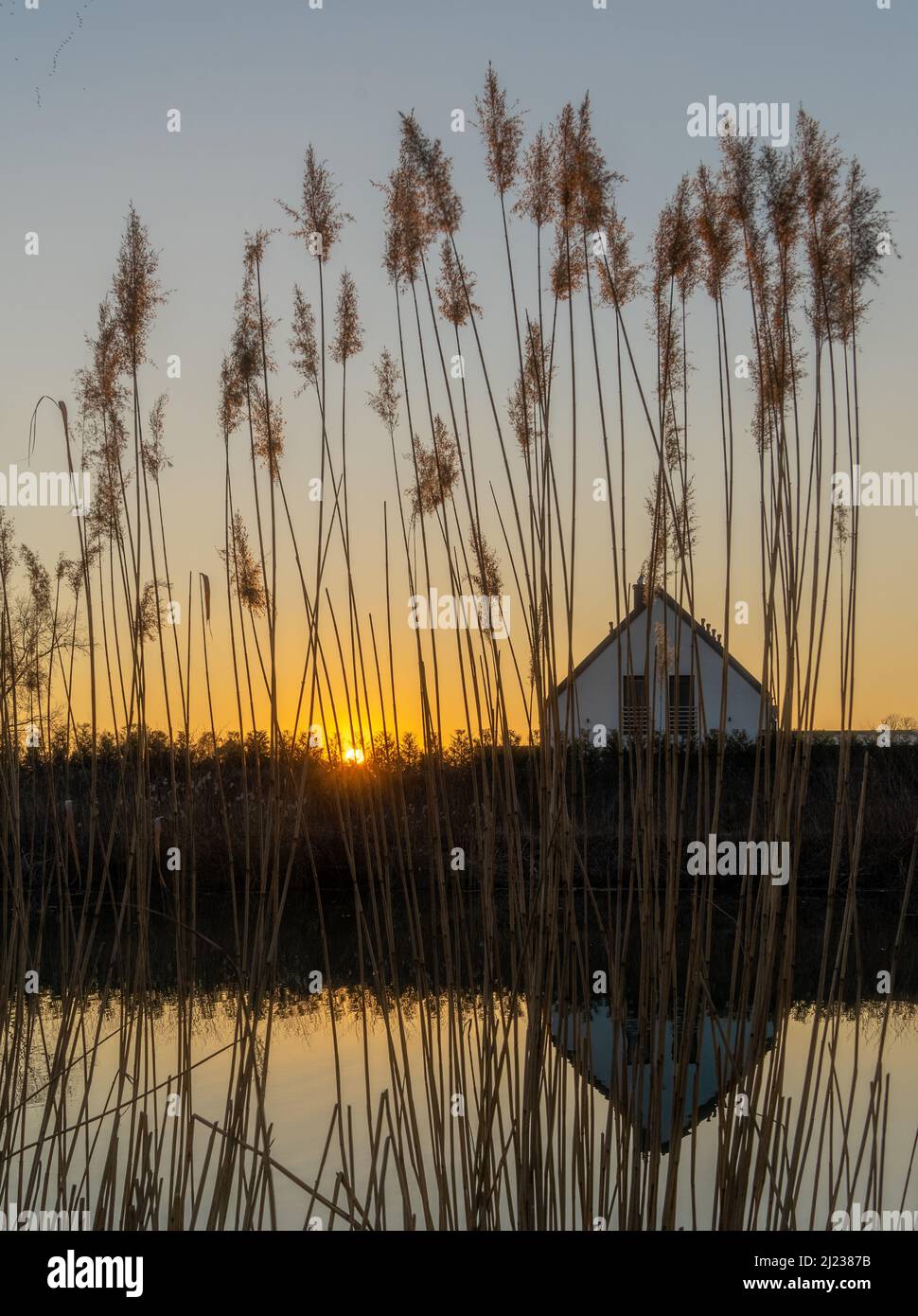 A photo of a farm house by a lake and reeds in the foreground at sunset ...