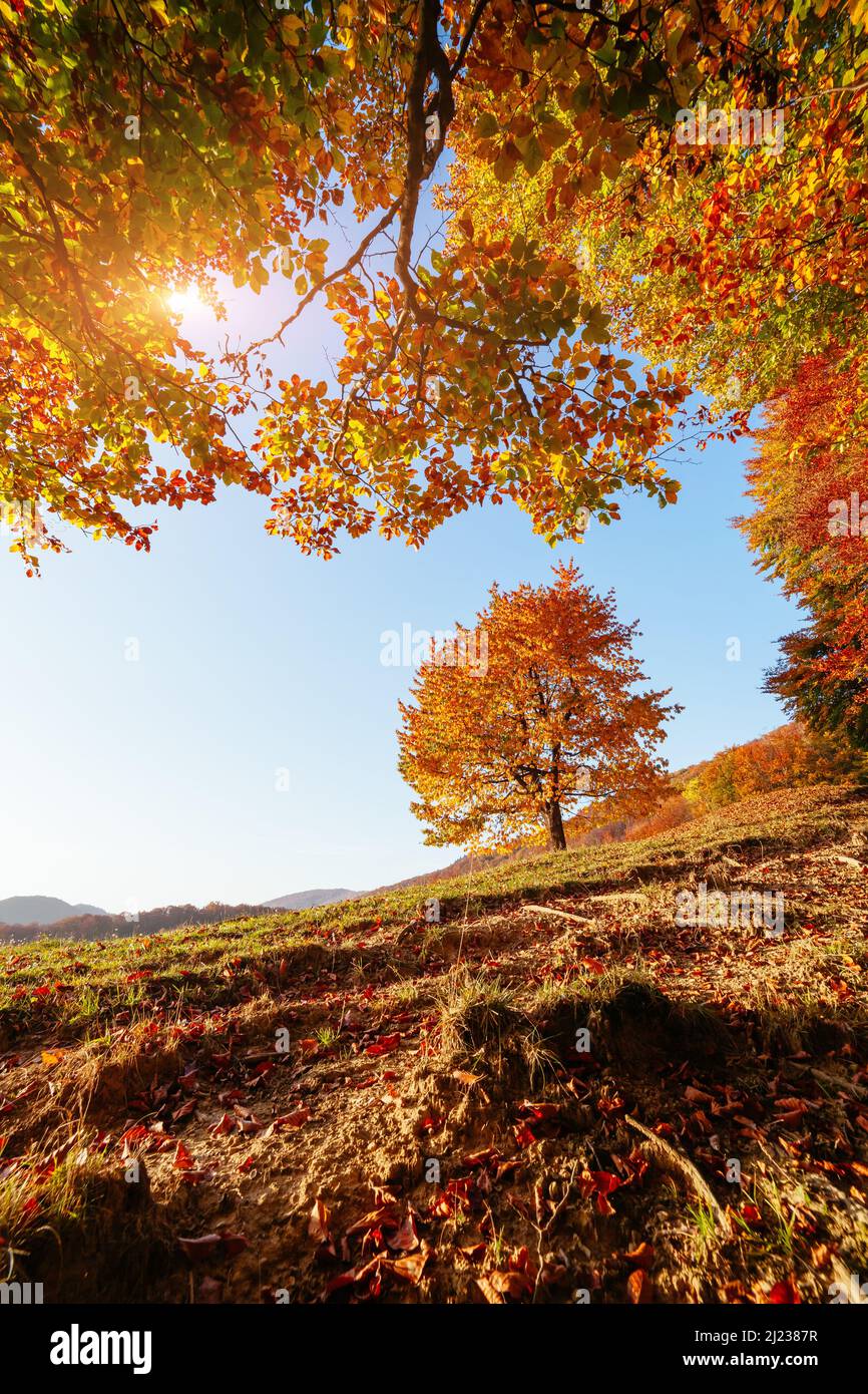 Shiny beech tree on a hill slope with sunny beams at mountain valley ...