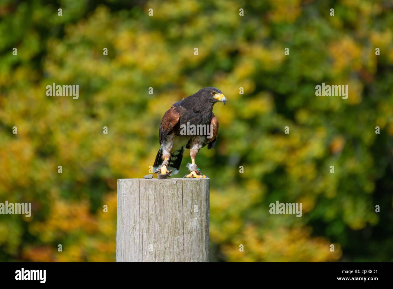 A view of a beautiful eagle on a tree in the forest Stock Photo - Alamy