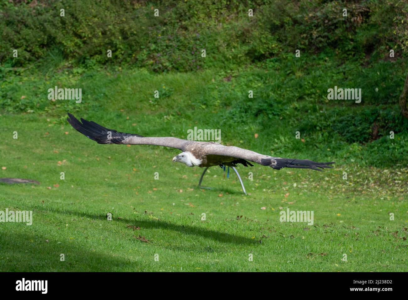 A view of a beautiful vulture in a green field Stock Photo - Alamy