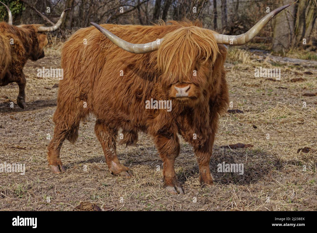 A closeup of a highland cow in a field during daylight Stock Photo - Alamy