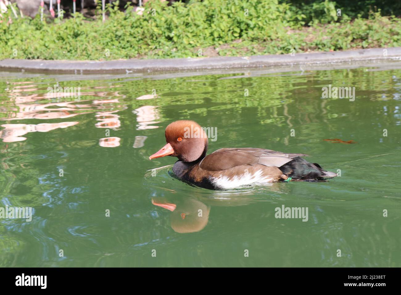 A red crested pochard duck swims across the pond with green garden ...