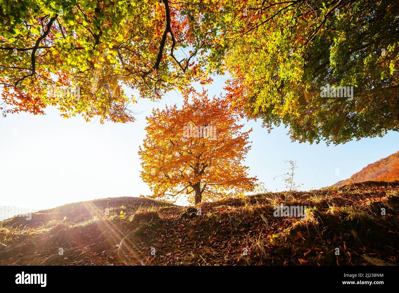 Shiny beech tree on a hill slope with sunny beams at mountain valley ...