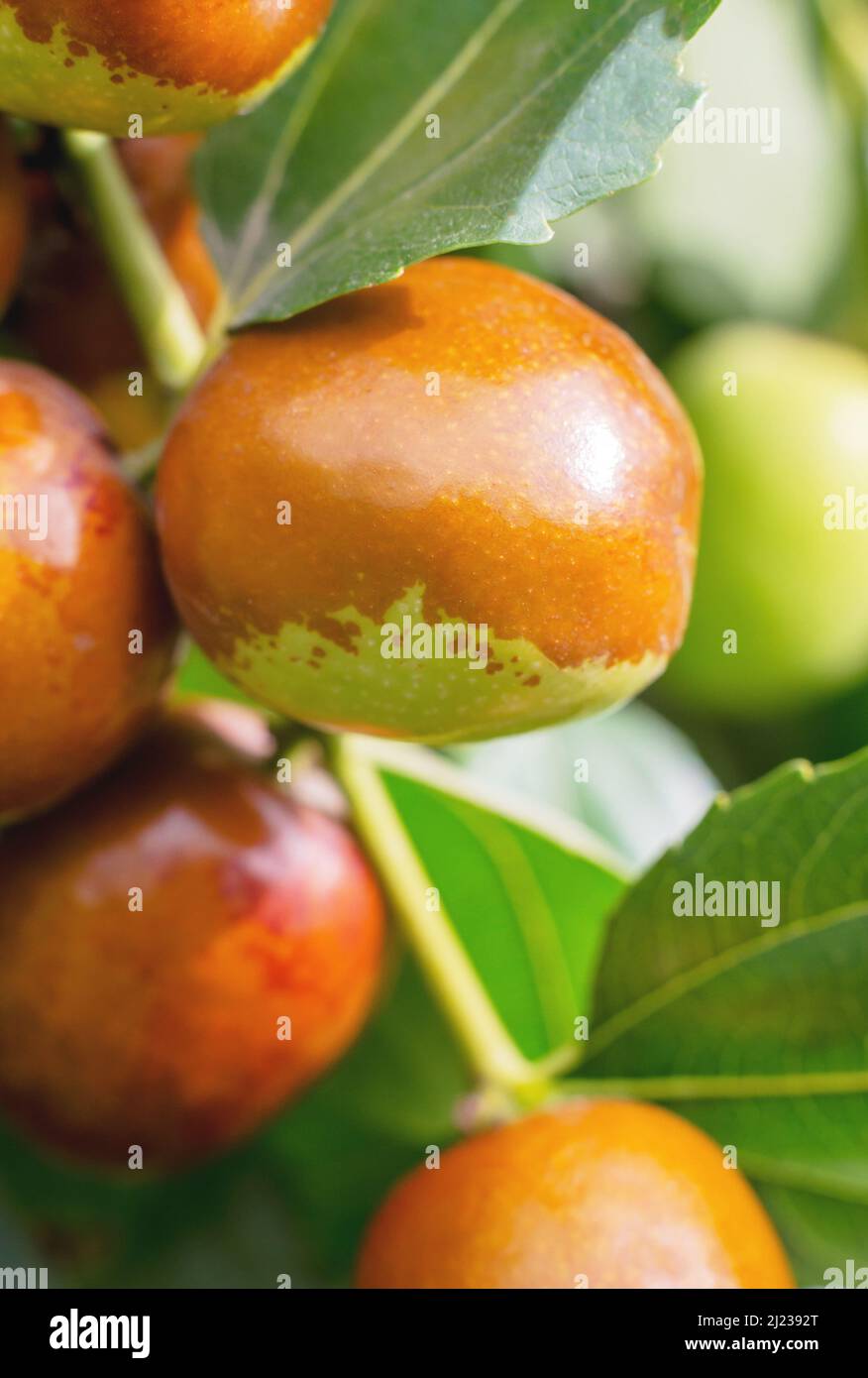 Ripe fruits of Chinese date on a tree branch close up. Ripe jojoba ...
