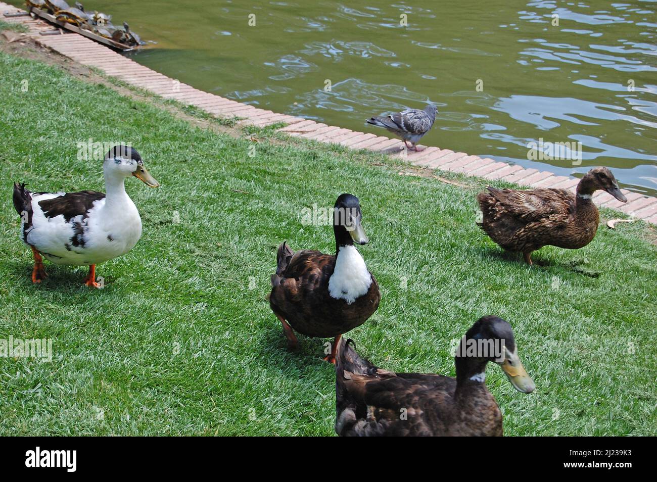 Beautiful shot mallards pond hi-res stock photography and images - Alamy