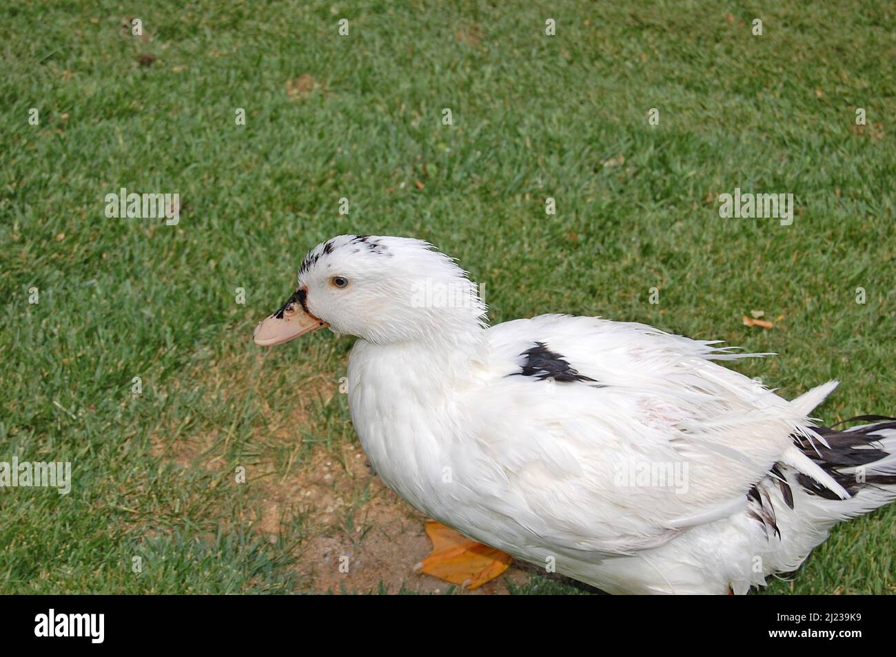 Mulard hi-res stock photography and images - Alamy