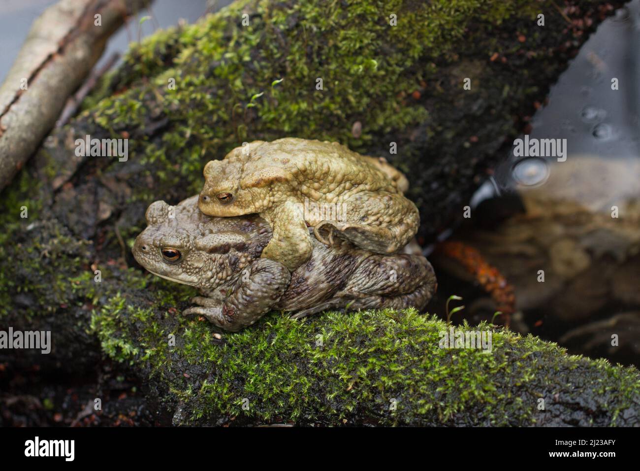 Common toad male and female sitting piggyback at the sea. Two toads ...