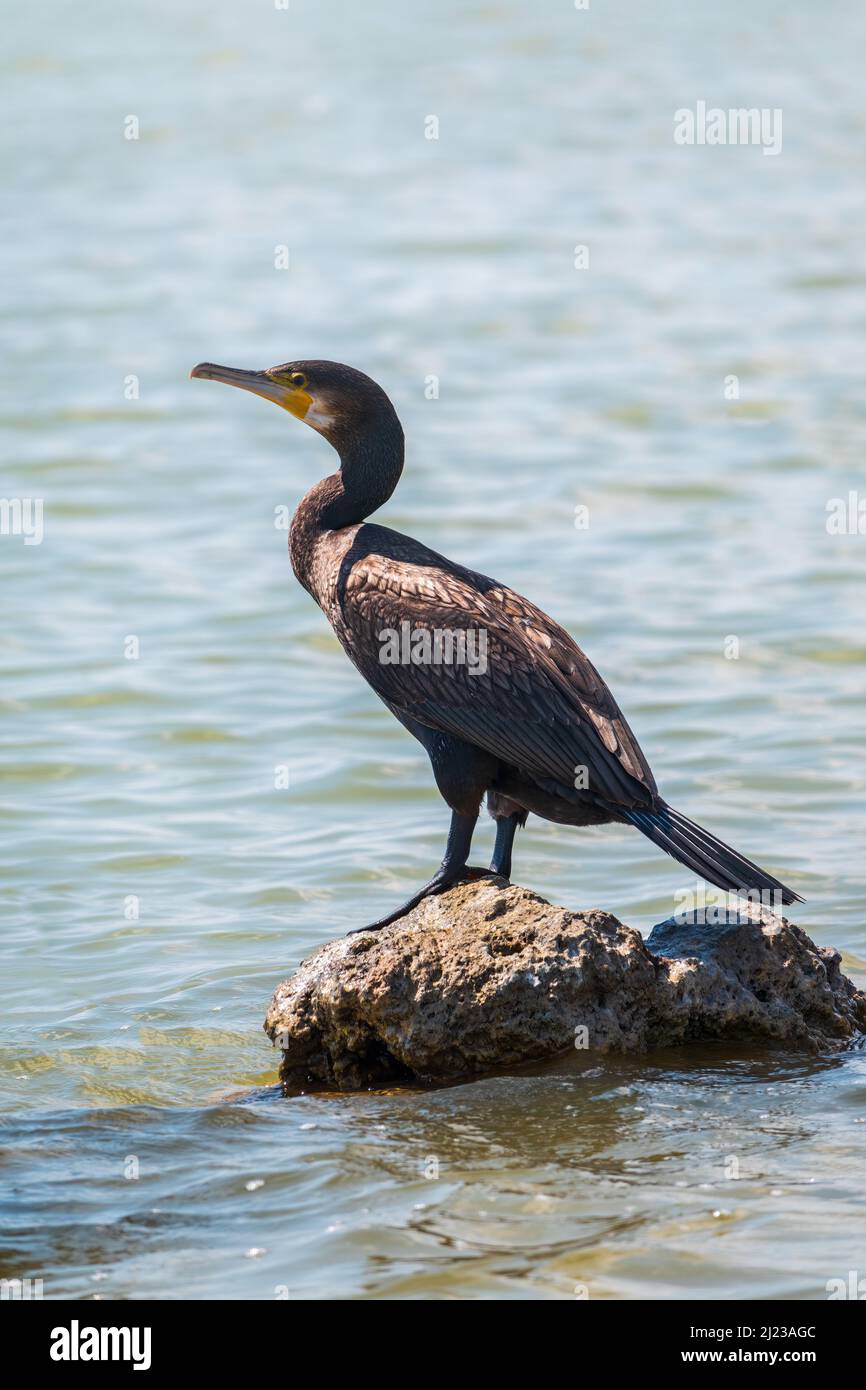 Great cormorant, Phalacrocorax carbo, standing on a stone on the sea ...