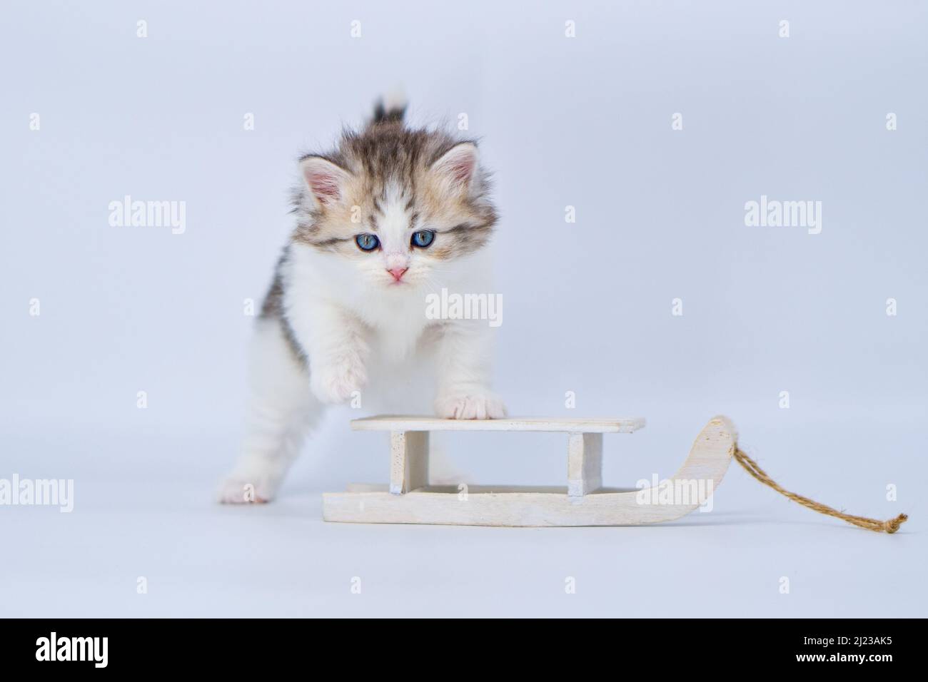 Siberian kitten on a colored background on a sled Stock Photo - Alamy