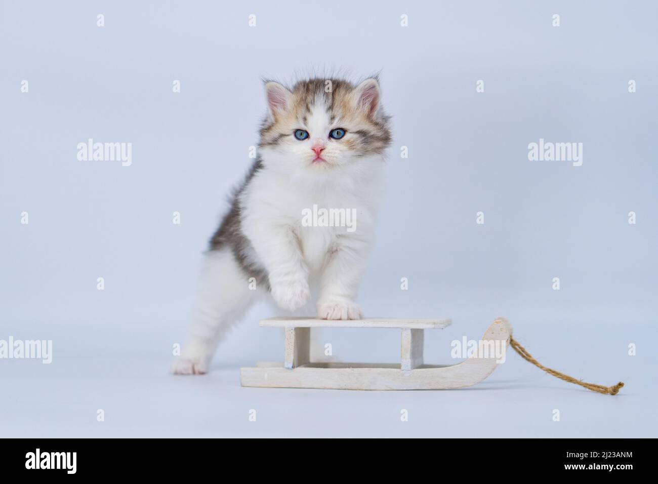 Siberian kitten on a colored background on a sled Stock Photo - Alamy