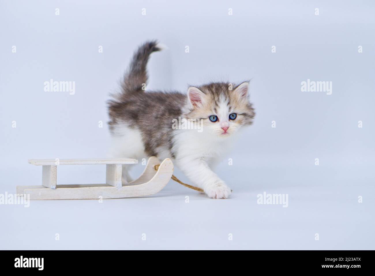 Siberian kitten on a colored background on a sled Stock Photo - Alamy