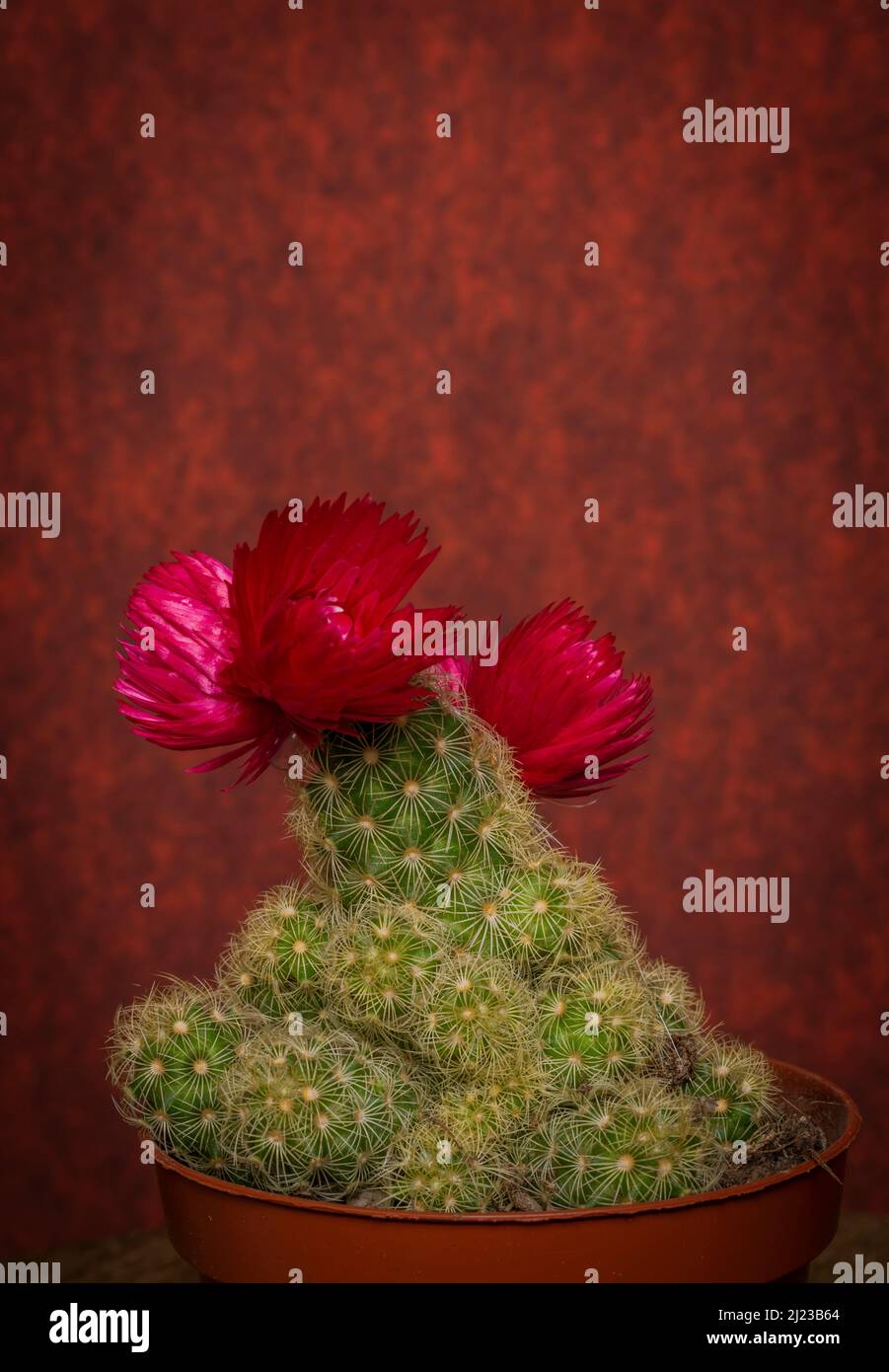 Green cactus with red bloom and red background Stock Photo - Alamy