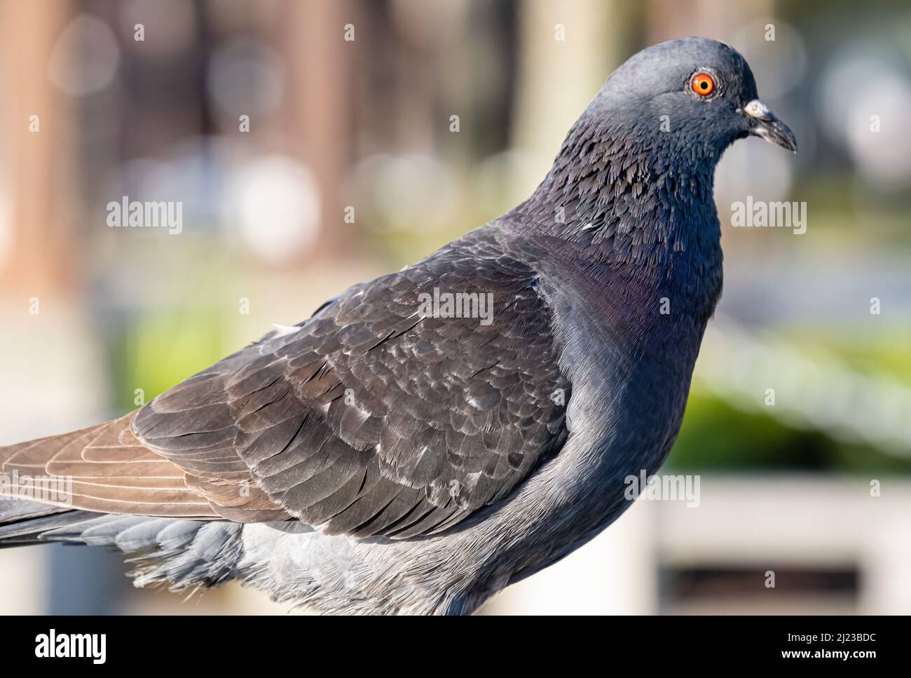 St augustine florida pigeon hi-res stock photography and images - Alamy