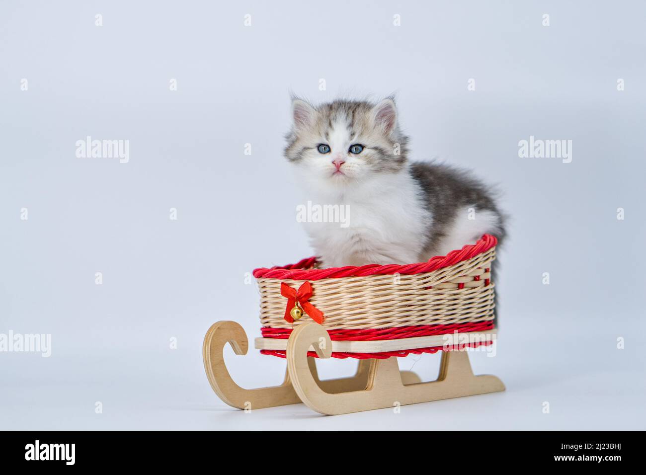 Siberian kitten on a colored background on a sled Stock Photo - Alamy