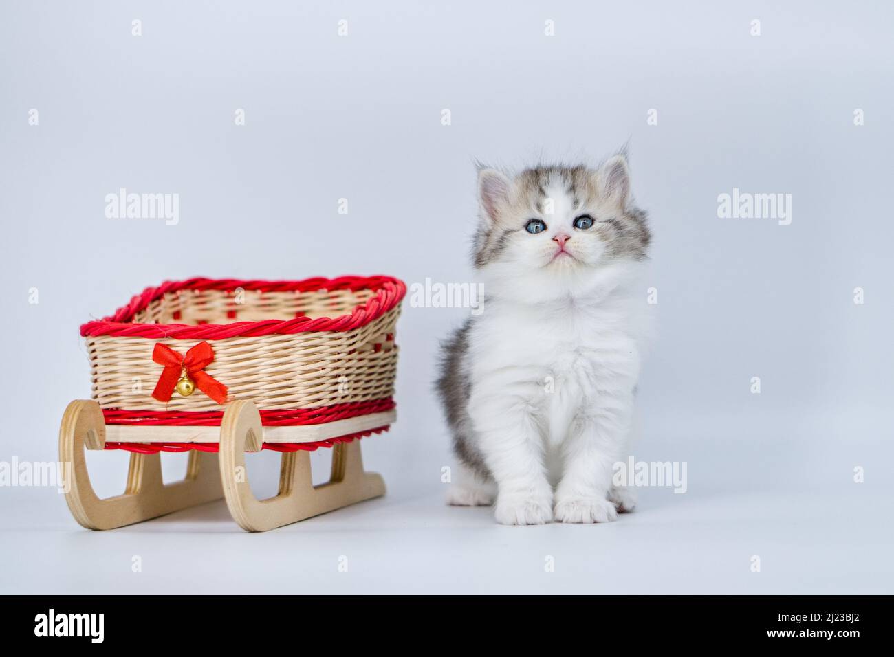 Siberian kitten on a colored background on a sled Stock Photo - Alamy