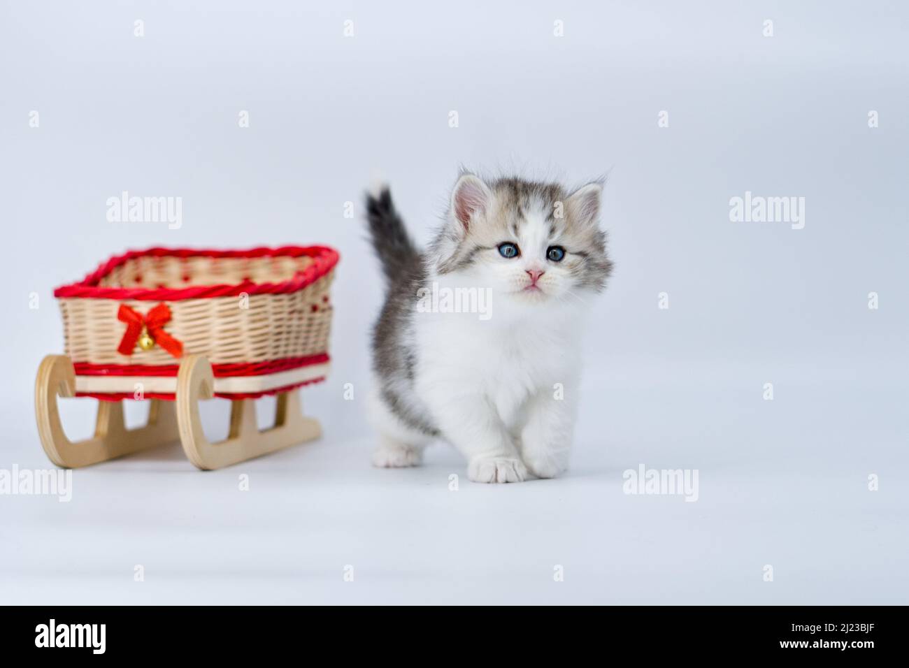Siberian kitten on a colored background on a sled Stock Photo - Alamy