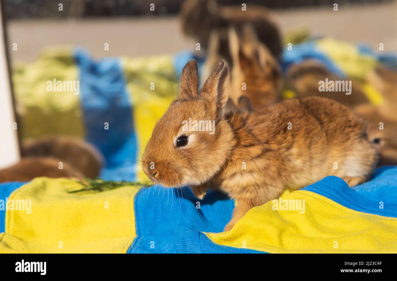 Rabbit ear white background hi-res stock photography and images - Alamy