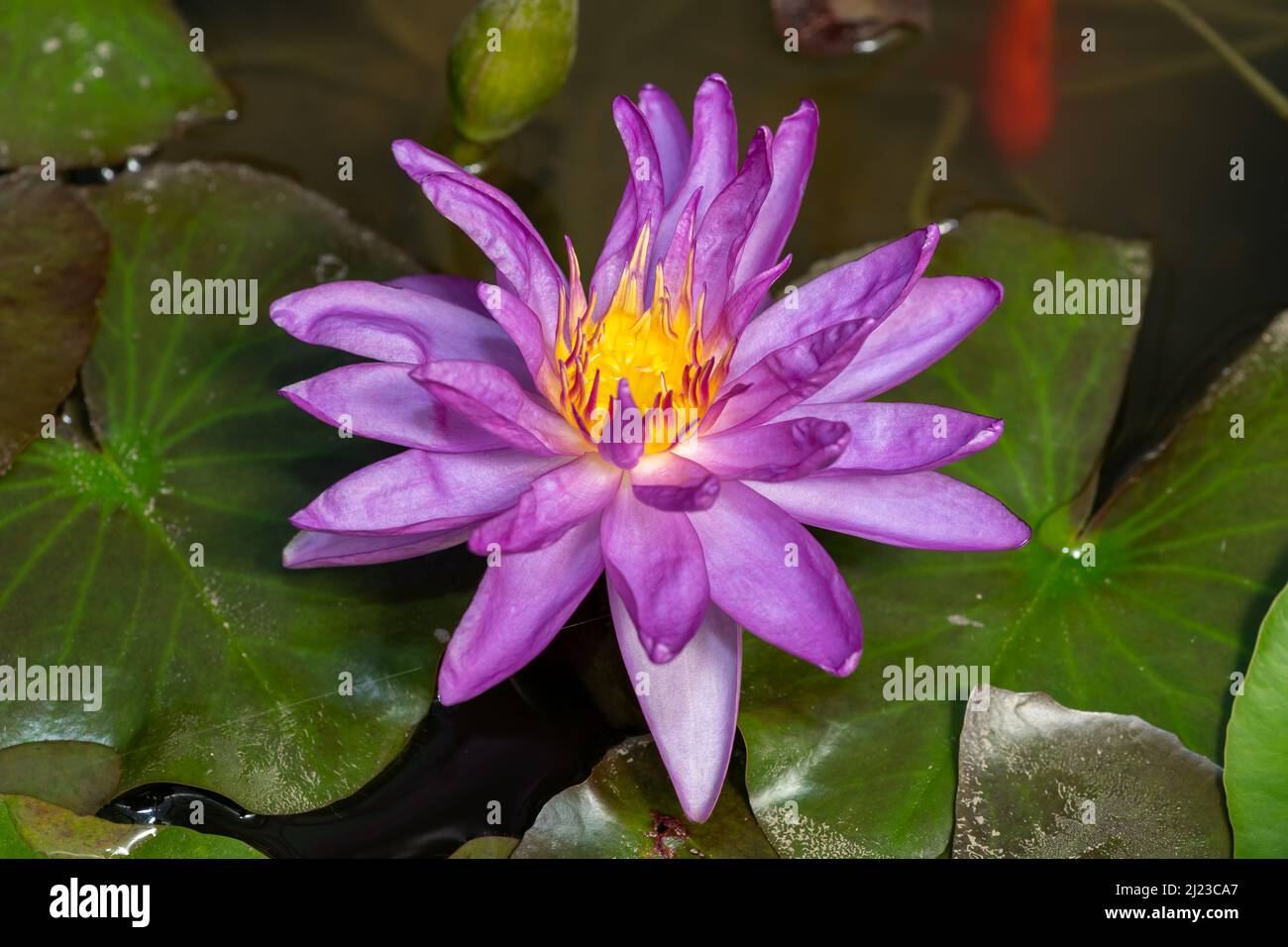 Water lily nymphaea capensis hi-res stock photography and images - Alamy