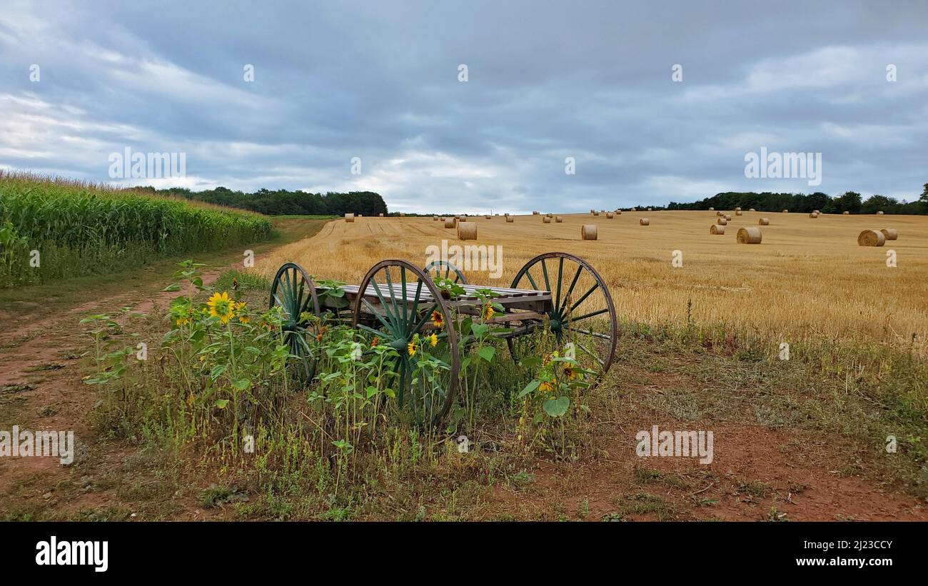 The old wagon against the background of the field with round bales ...