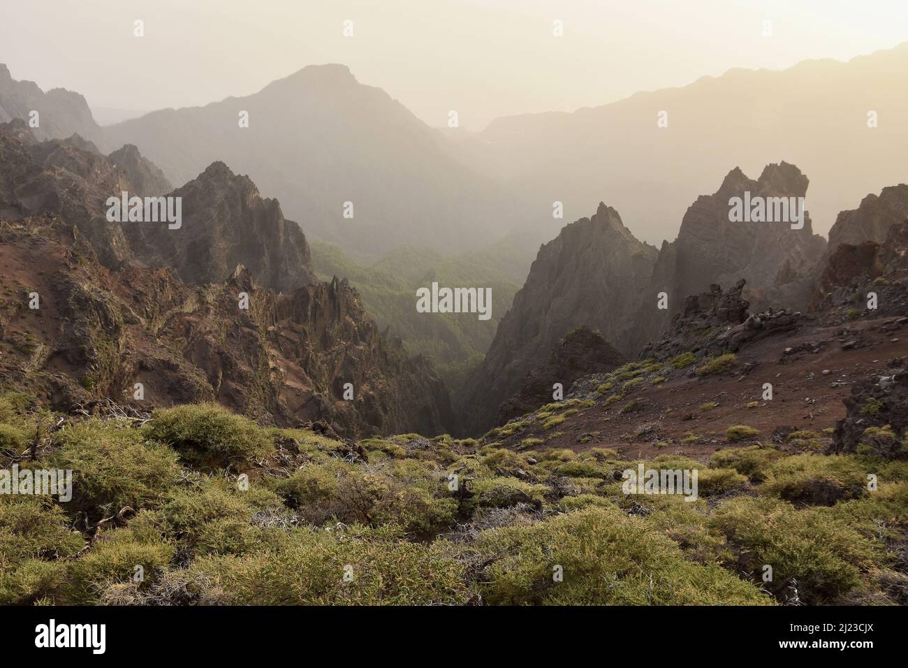 Rugged volcanic landscape with Codeso plants growing in the high ...