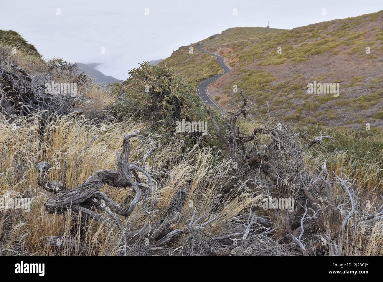 Grassy volcanic landscape with dwarf trees growing in high altitude of ...
