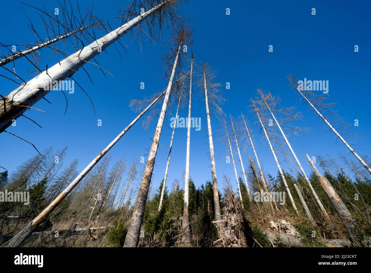 Kelo wood hi-res stock photography and images - Alamy