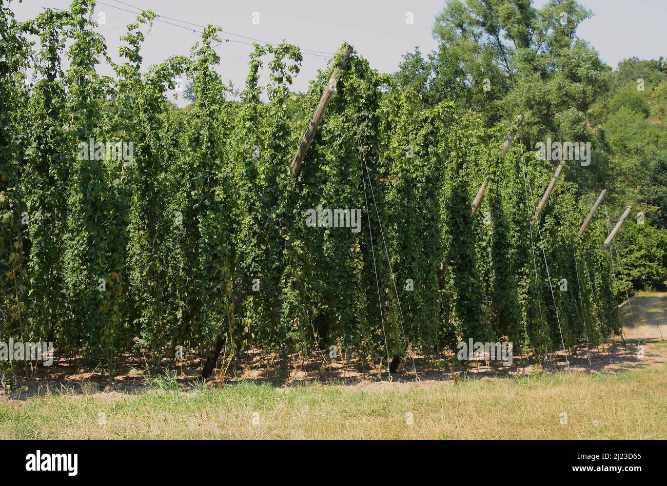 Hopfengarten hi-res stock photography and images - Alamy