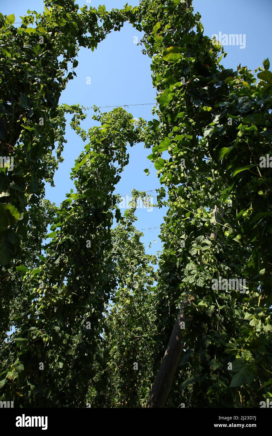 Pflanze hopfen hi-res stock photography and images - Alamy