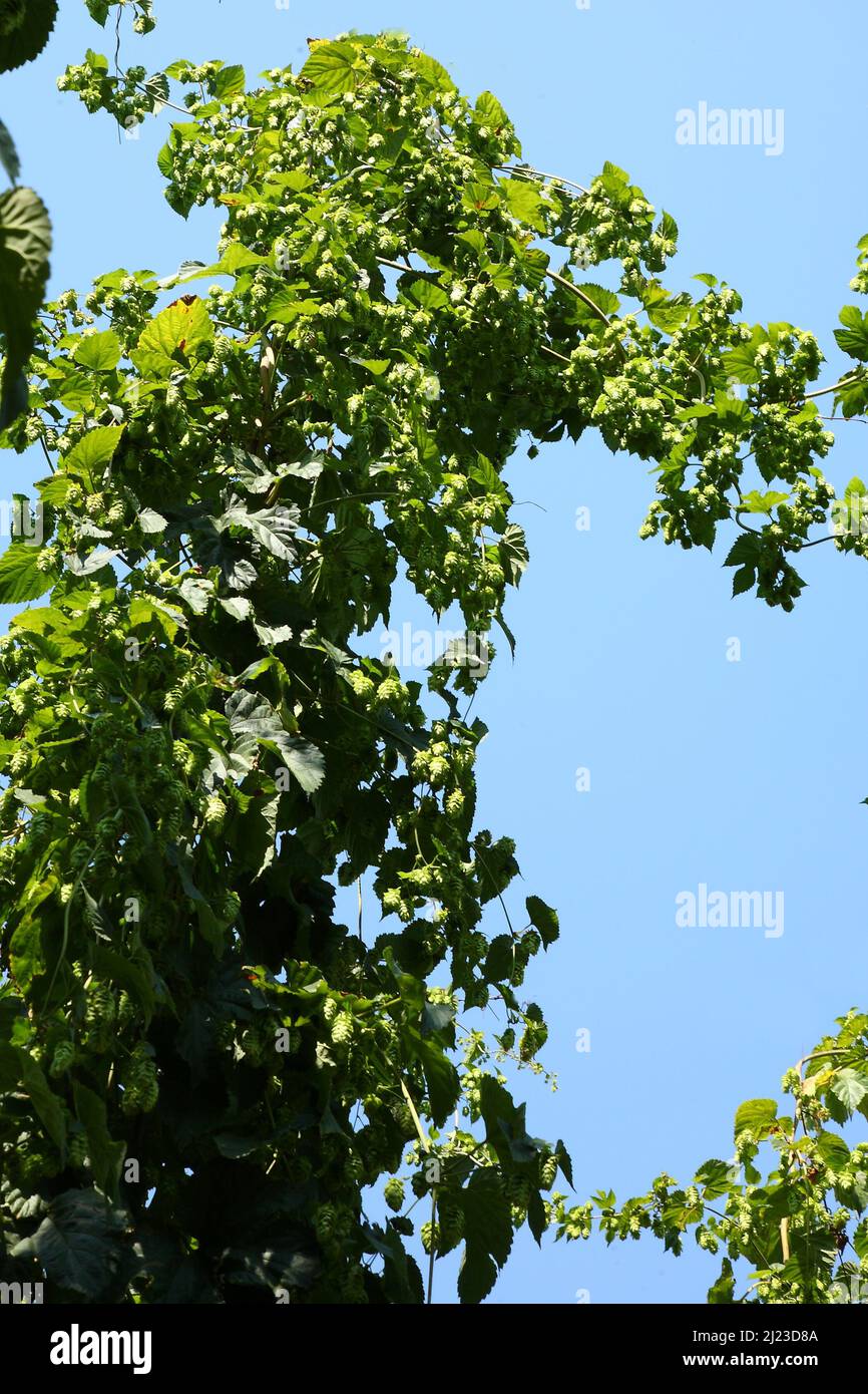 Pflanze hopfen hi-res stock photography and images - Alamy